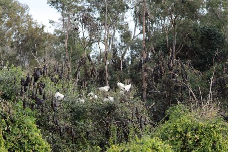 Native plants and animals | Sutherland Shire Council