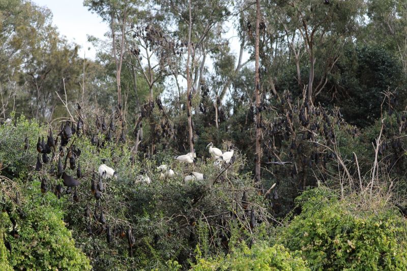 Native plants and animals | Sutherland Shire Council
